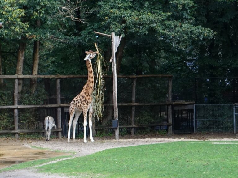 Ouwehands Dierenpark | Review met kinderen - Reistipsmetkids.nl